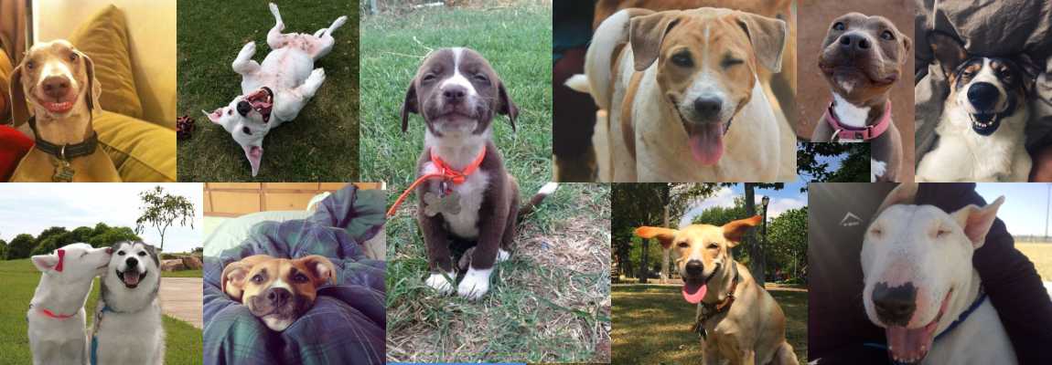 A.P.A.D. Animal Shelter Denia - Dogs - Protectora de Animales de Denia